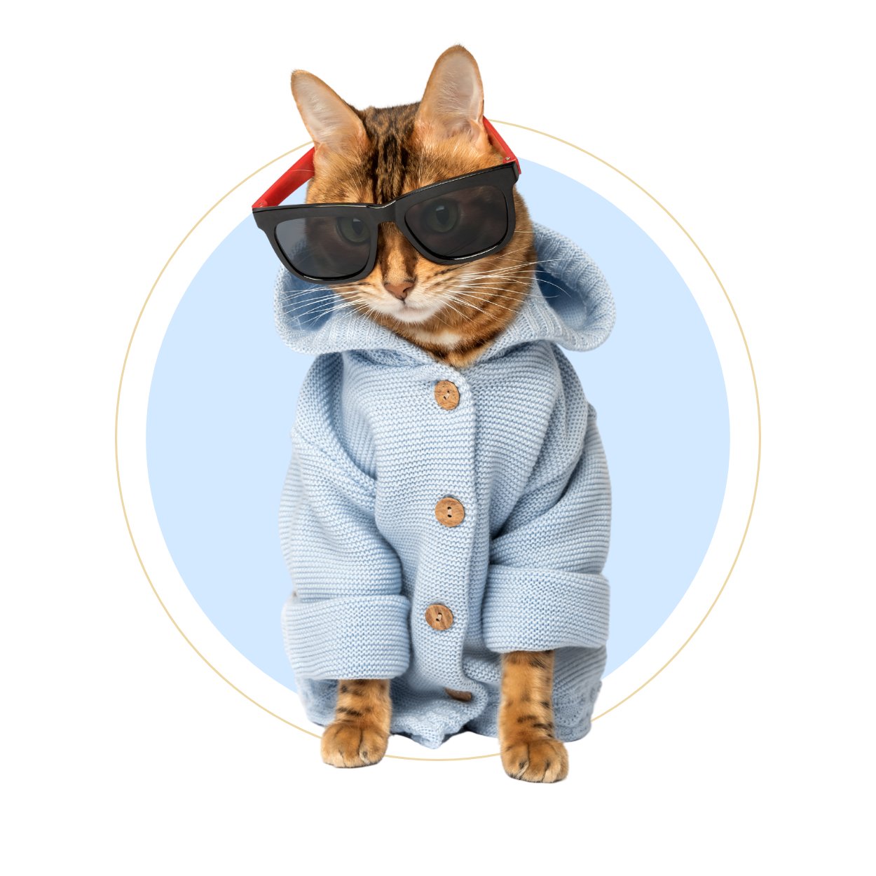 Fetch Brand Clothes for Cats - Stylish and Cozy – Fetch Catoz