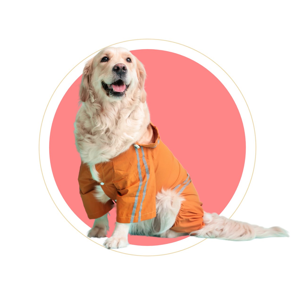Fetch Brand Clothes for Dogs - Stylish and Cozy – Fetch Catoz