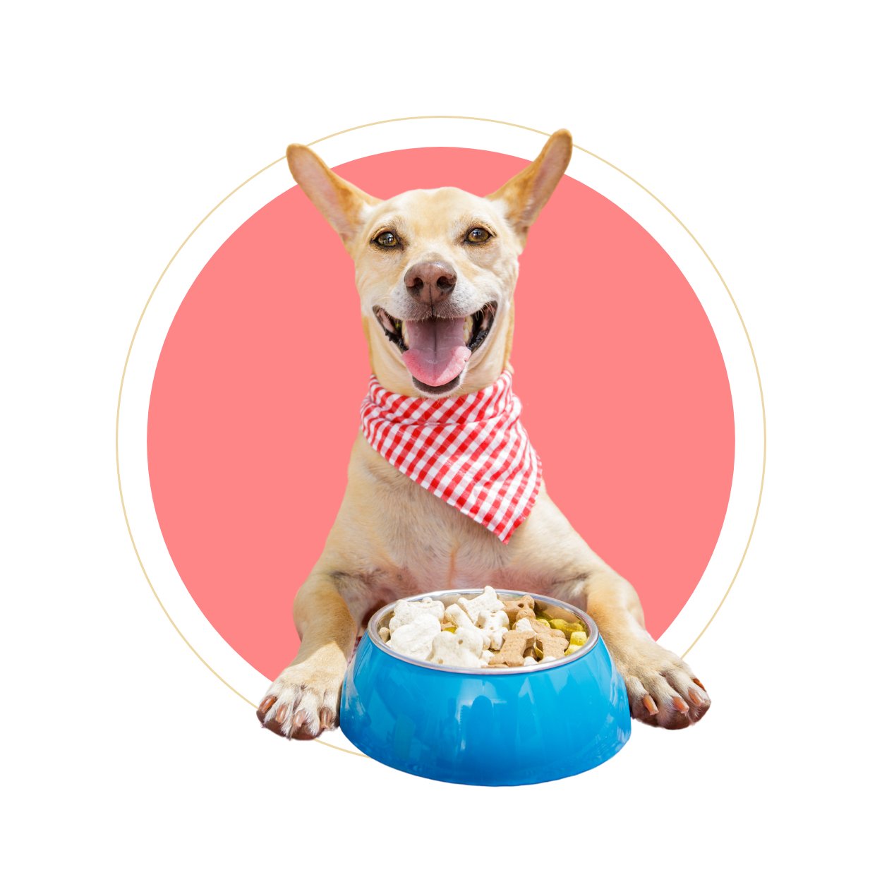 Fetch Brand Utility for Dogs- Essential Pet Care – Fetch Catoz