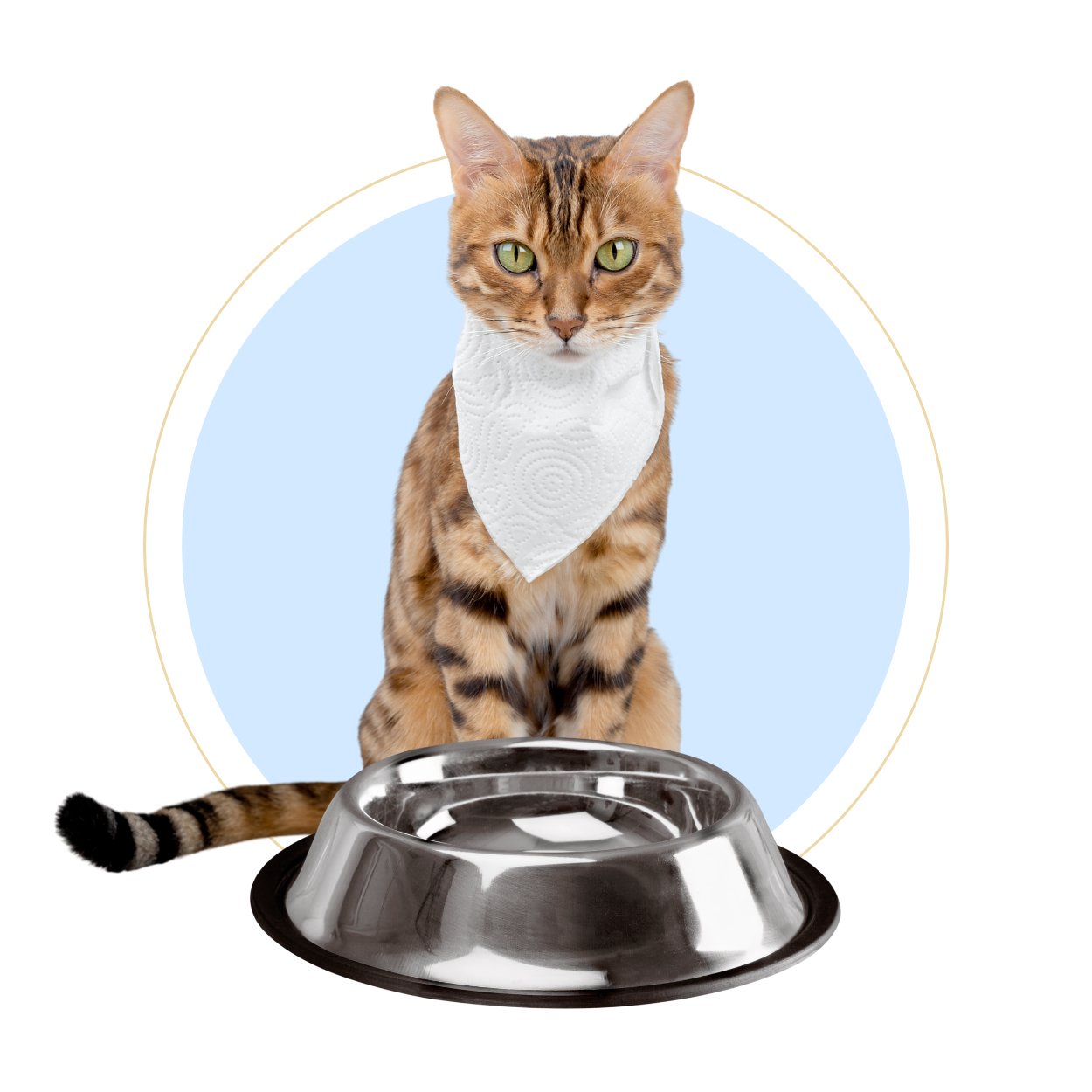 Fetch Brand Utility for Cats - Essential Pet Care – Fetch Catoz